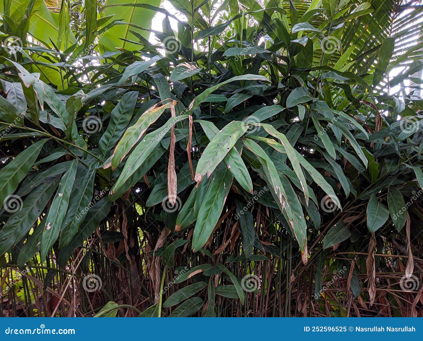 Cardamom Plants that Grow in Indonesia Stock Image - Image of indonesia ...