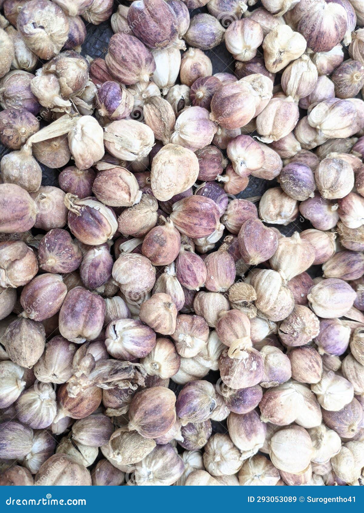 Cardamom Seeds that are in the Process of Drying Stock Image - Image of ...