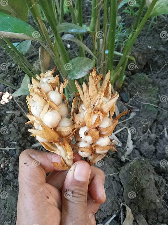 A cardamom spice stock image. Image of harvest, wild - 279853543
