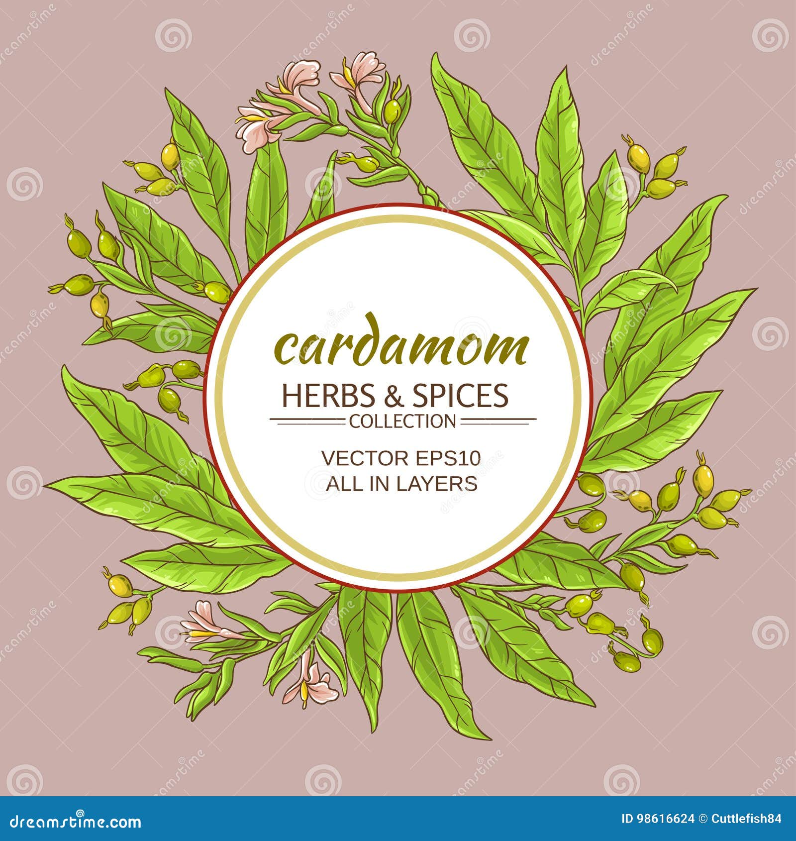 Cardamom vector frame stock vector. Illustration of indian - 98616624