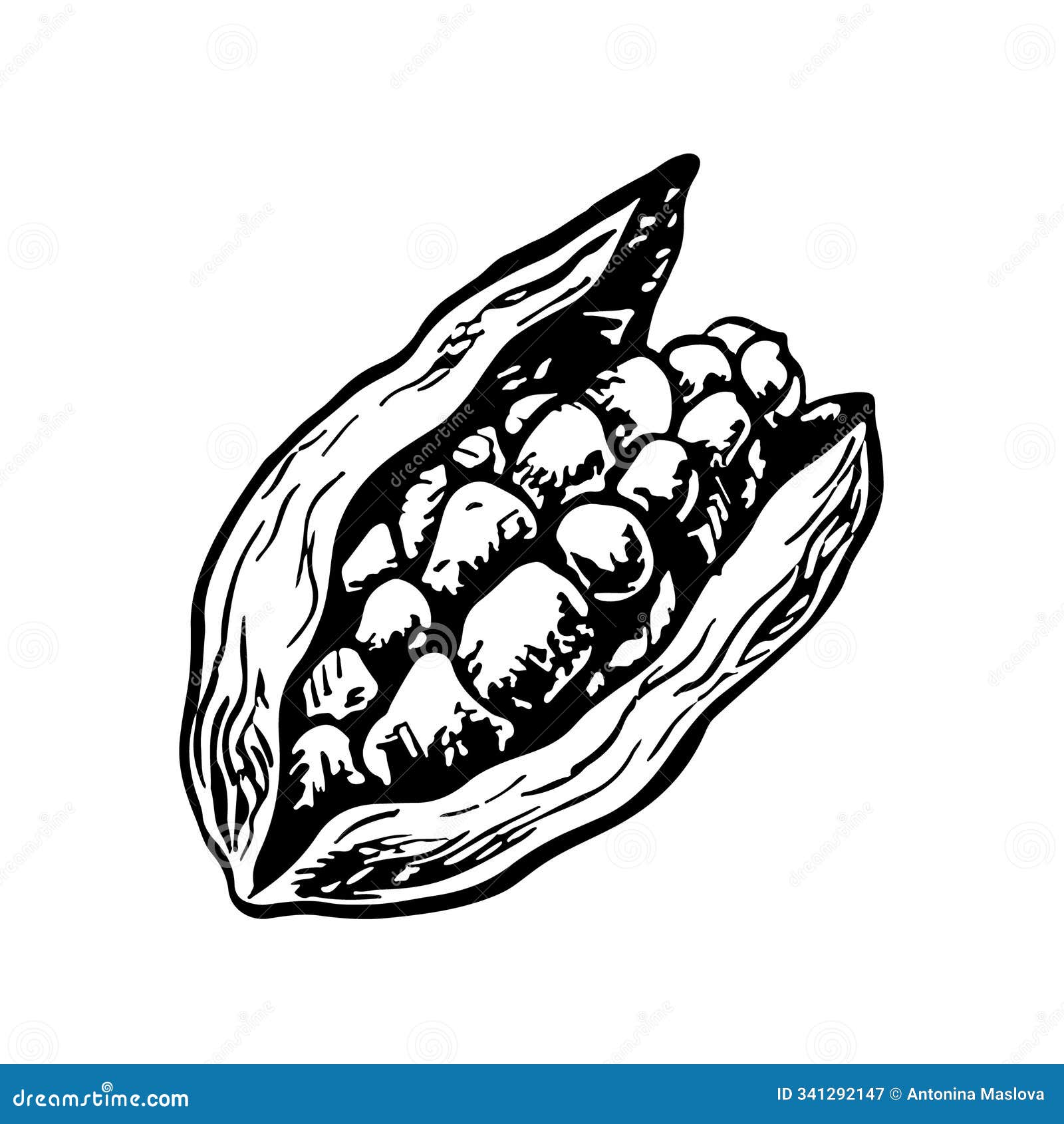 Cardamom. Vector Graphics with the Image of Fragrant Spices. a Black ...