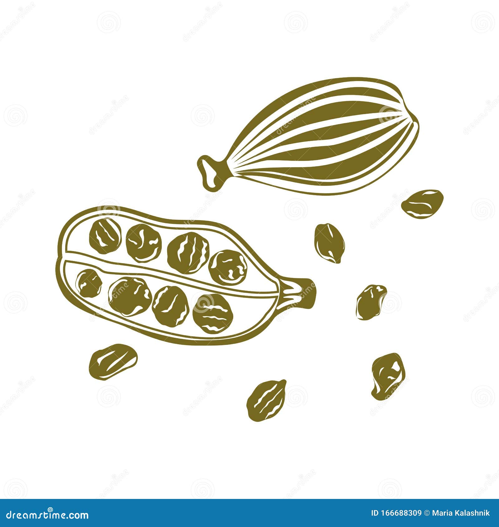 Cardamom Vector Hand Drawn Illustration Set With Plant And Seeds ...