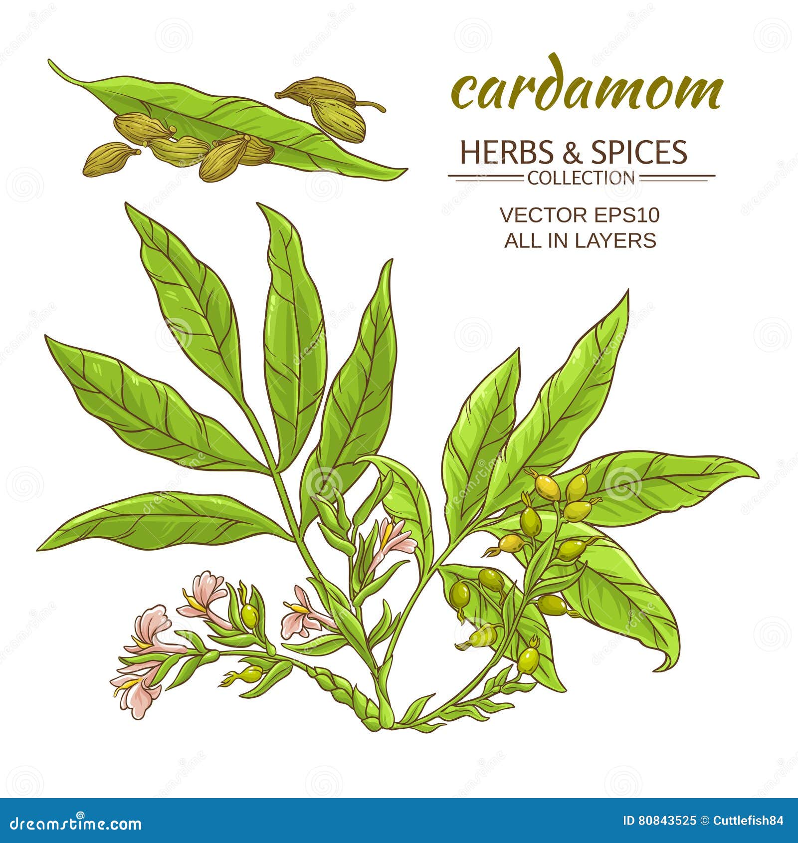 Cardamom Vector Hand Drawn Illustration Set With Plant And Seeds ...