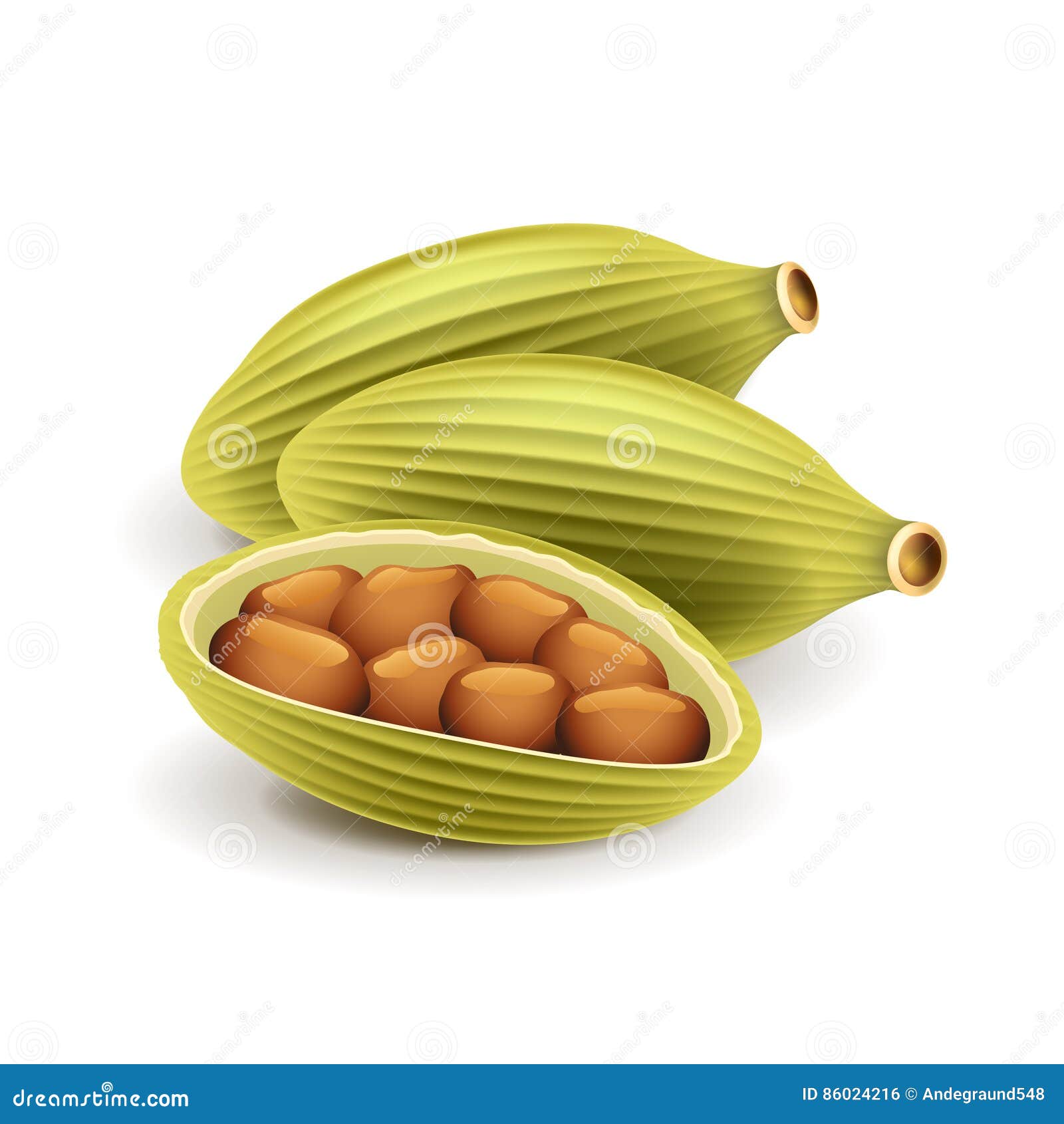Cardamomo Isolado No Vetor Branco Ilustração do Vetor - Ilustração de ...