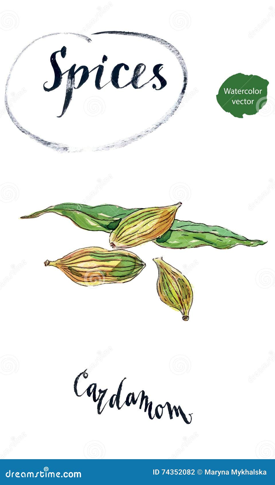 Cardamomo verde ilustração do vetor. Ilustração de cozinha - 74352082