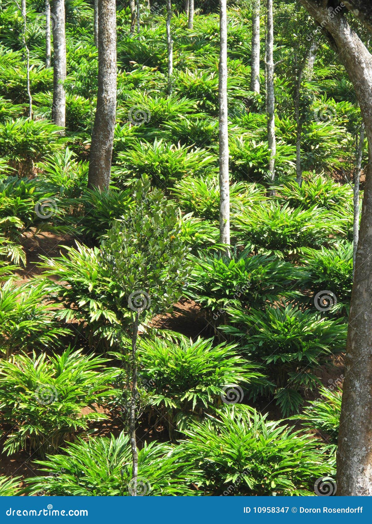 Cardamon Field stock image. Image of exotic, spicy, kitchen - 10958347