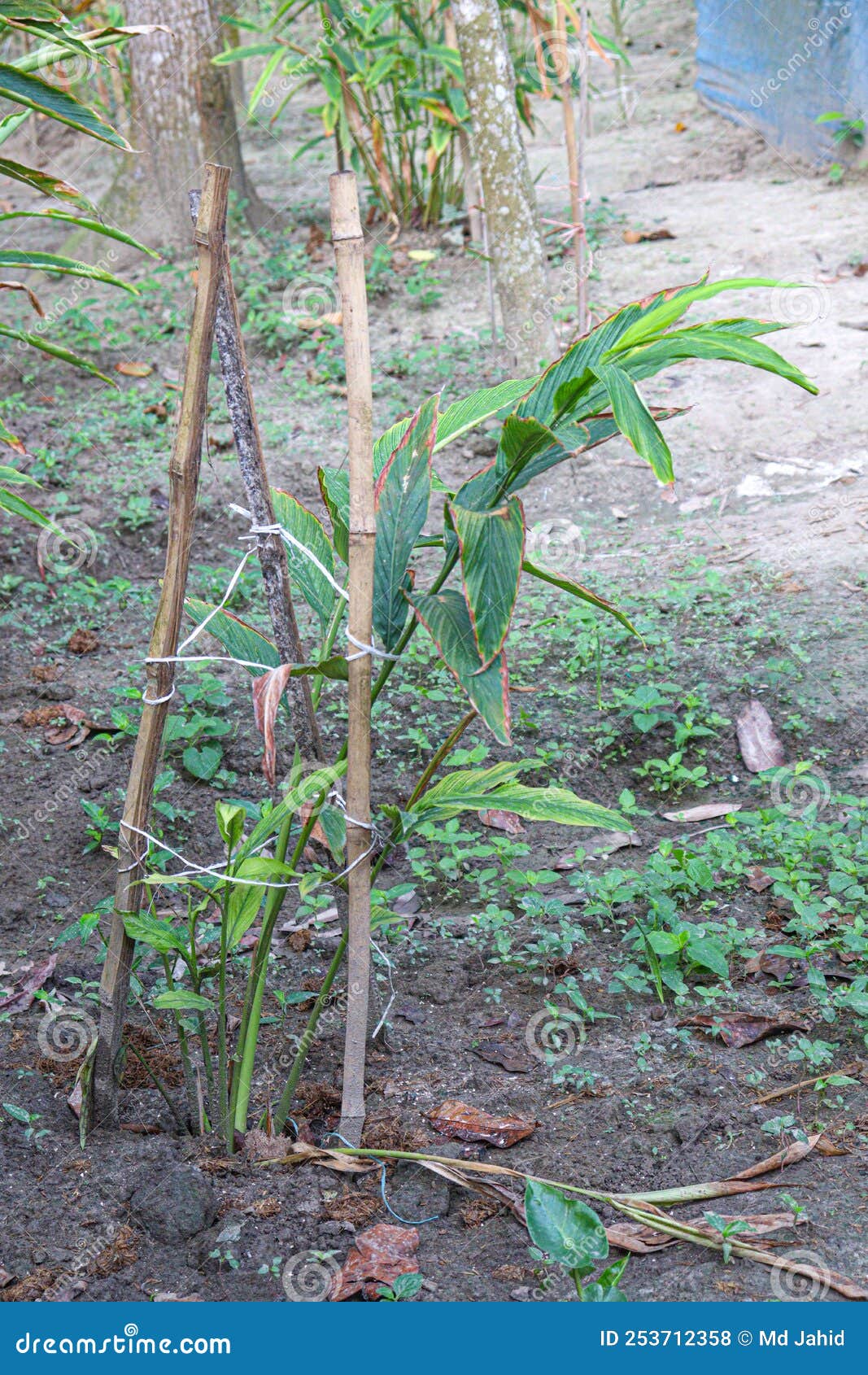 Cardamon Tree Farm on Field Stock Photo - Image of natural, organic ...