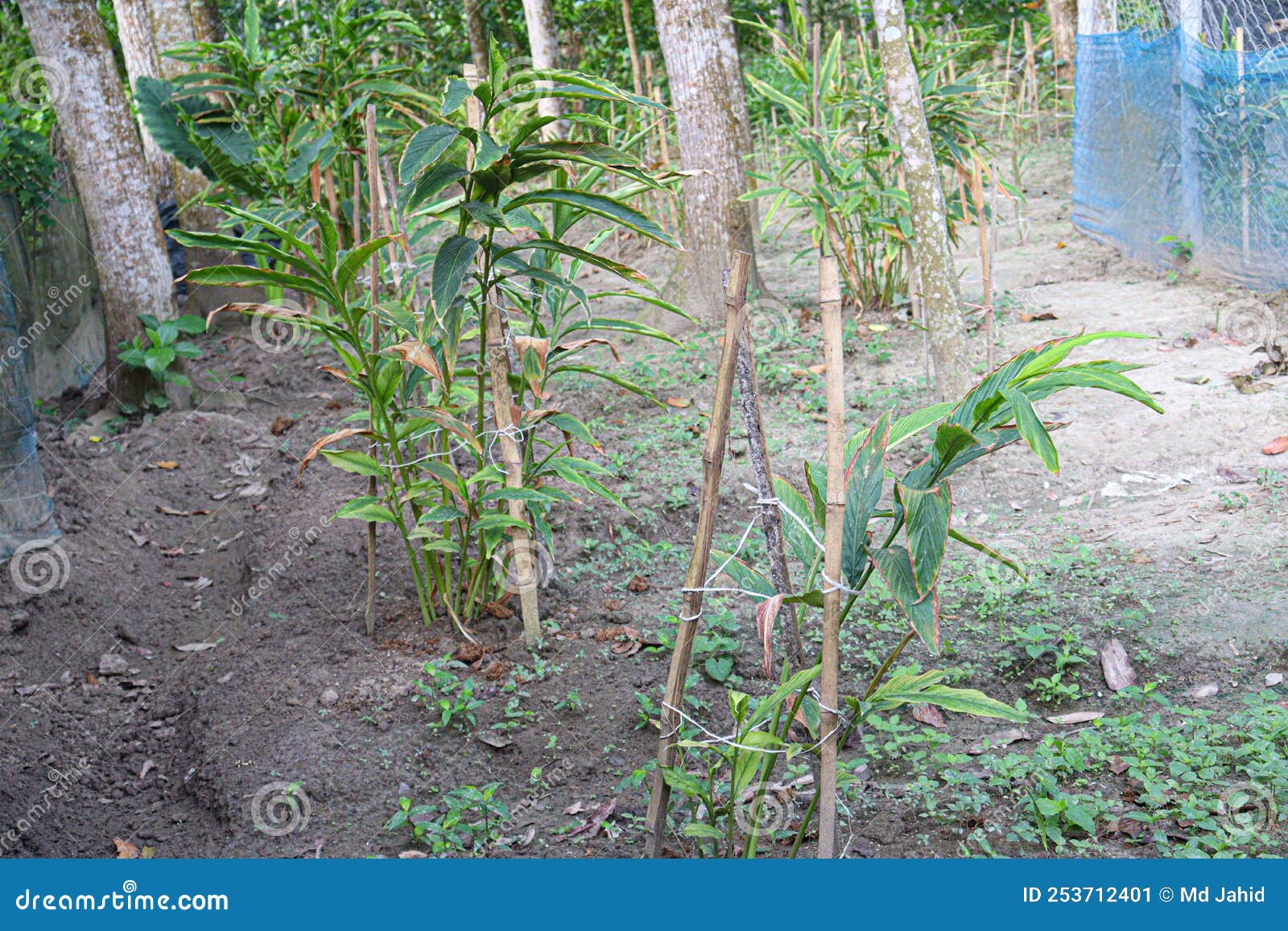 Cardamon Tree Farm on Field Stock Image - Image of spicy, fresh: 253712401