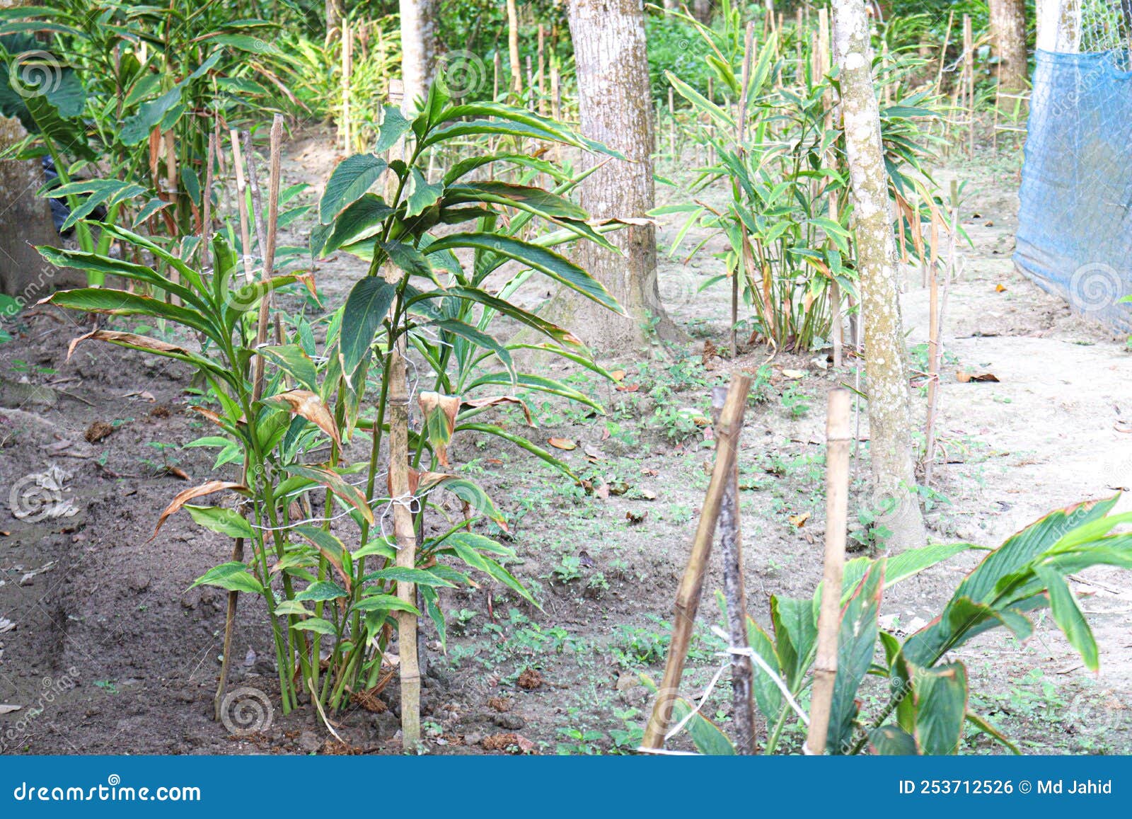 Cardamon Tree Farm on Field Stock Photo - Image of yellow, health ...