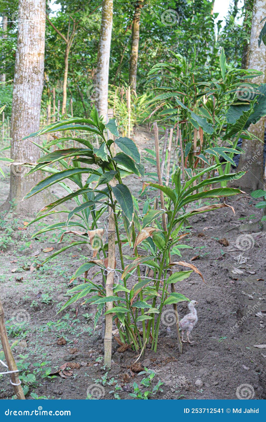 Cardamon Tree Farm on Field Stock Image - Image of nutmeg, food: 253712541