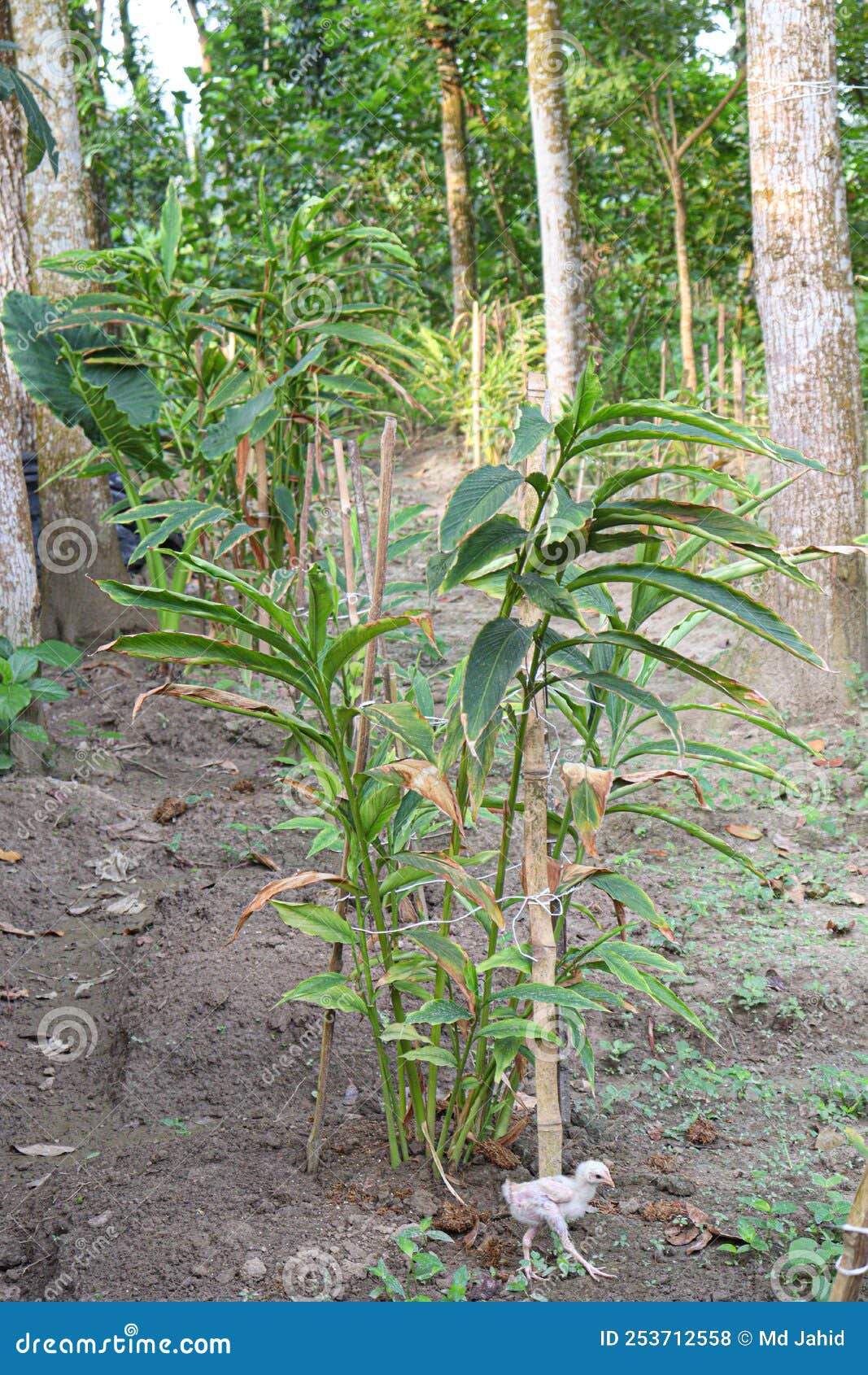 Cardamon Tree Farm on Field Stock Photo - Image of fresh, herb: 253712558
