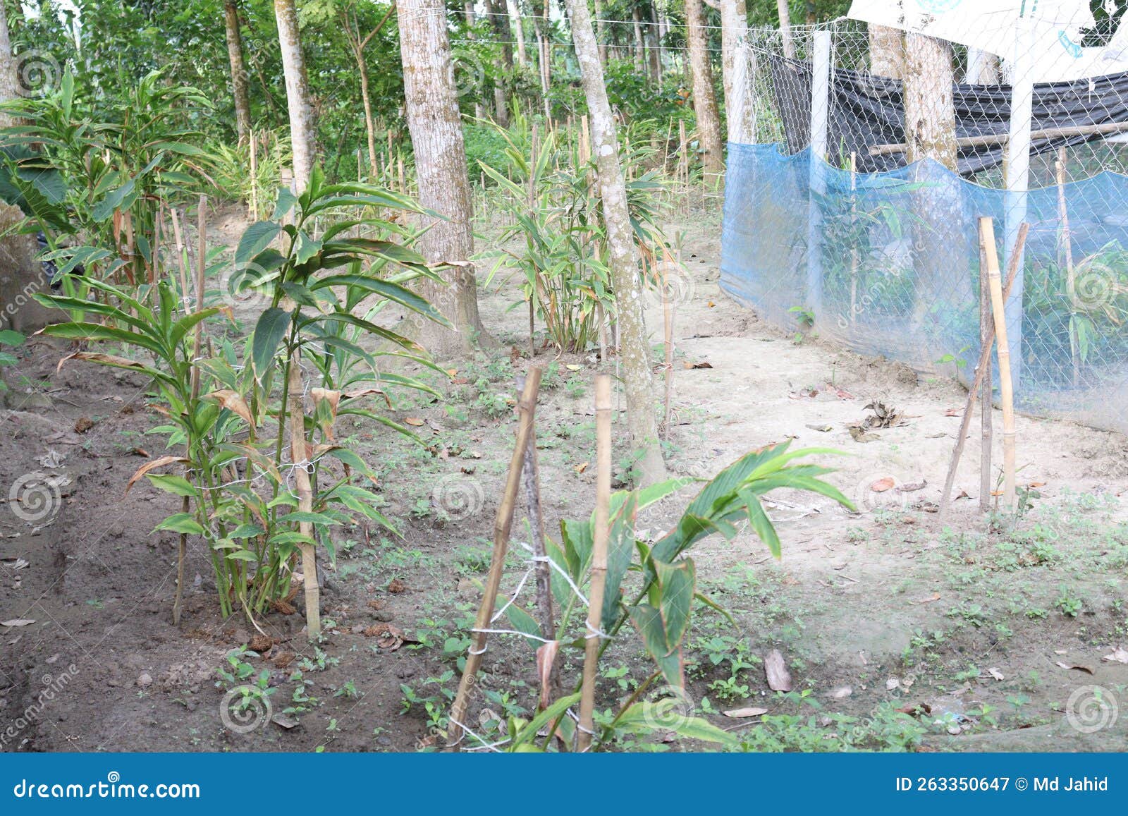 Cardamon Tree Farm on Field Stock Image - Image of cardamoms, groundnut ...
