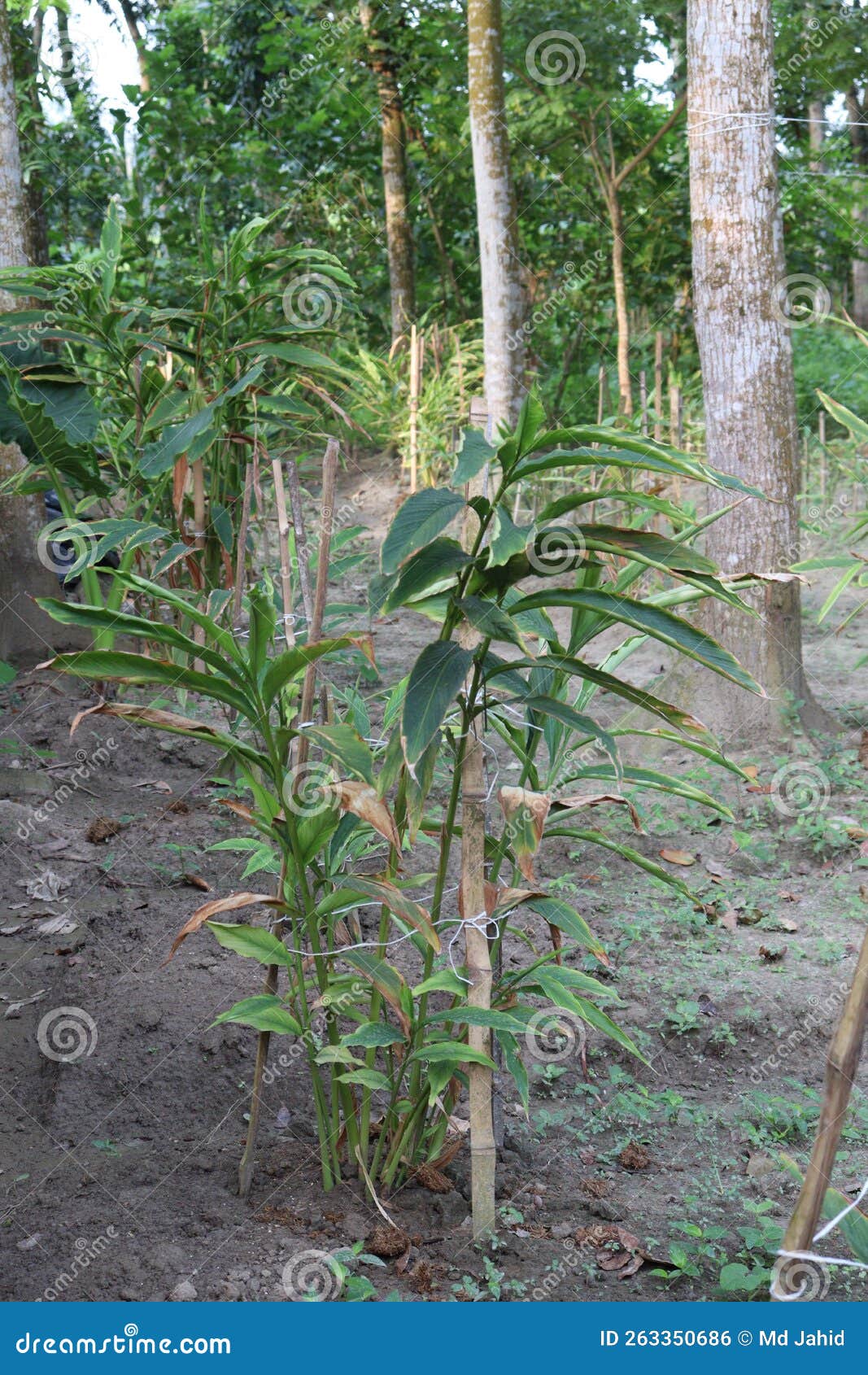 Cardamon Tree Farm on Field Stock Photo - Image of organic, cardamom ...
