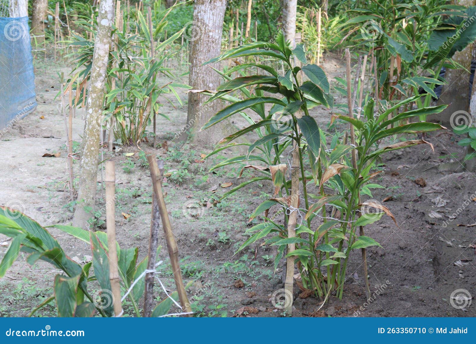 Cardamon Tree Farm on Field Stock Photo - Image of harvest, nourishment ...