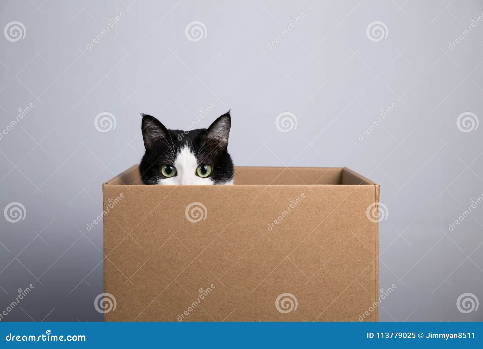 Cardboard box with cat stock image. Image of white, blank - 113779025
