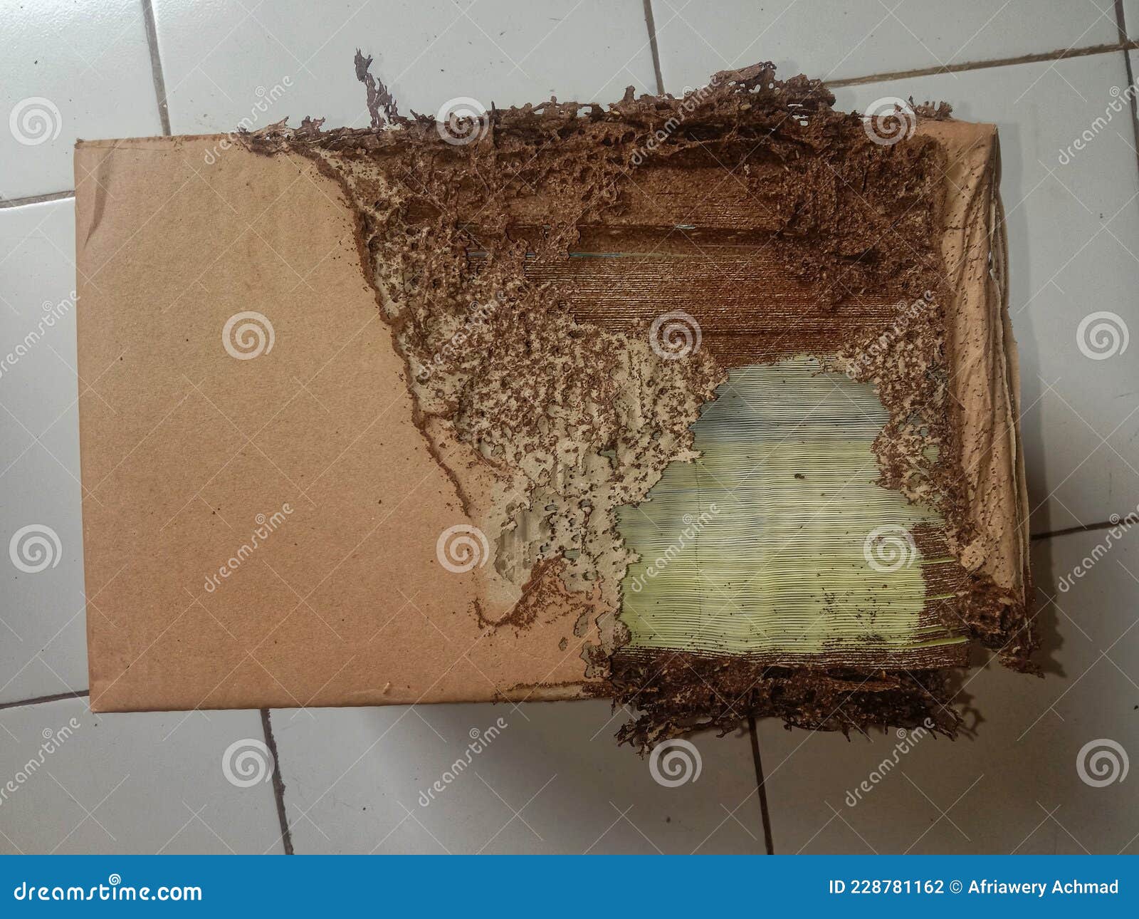A Cardboard Box Eaten by Termites Stock Photo - Image of floor, wall ...