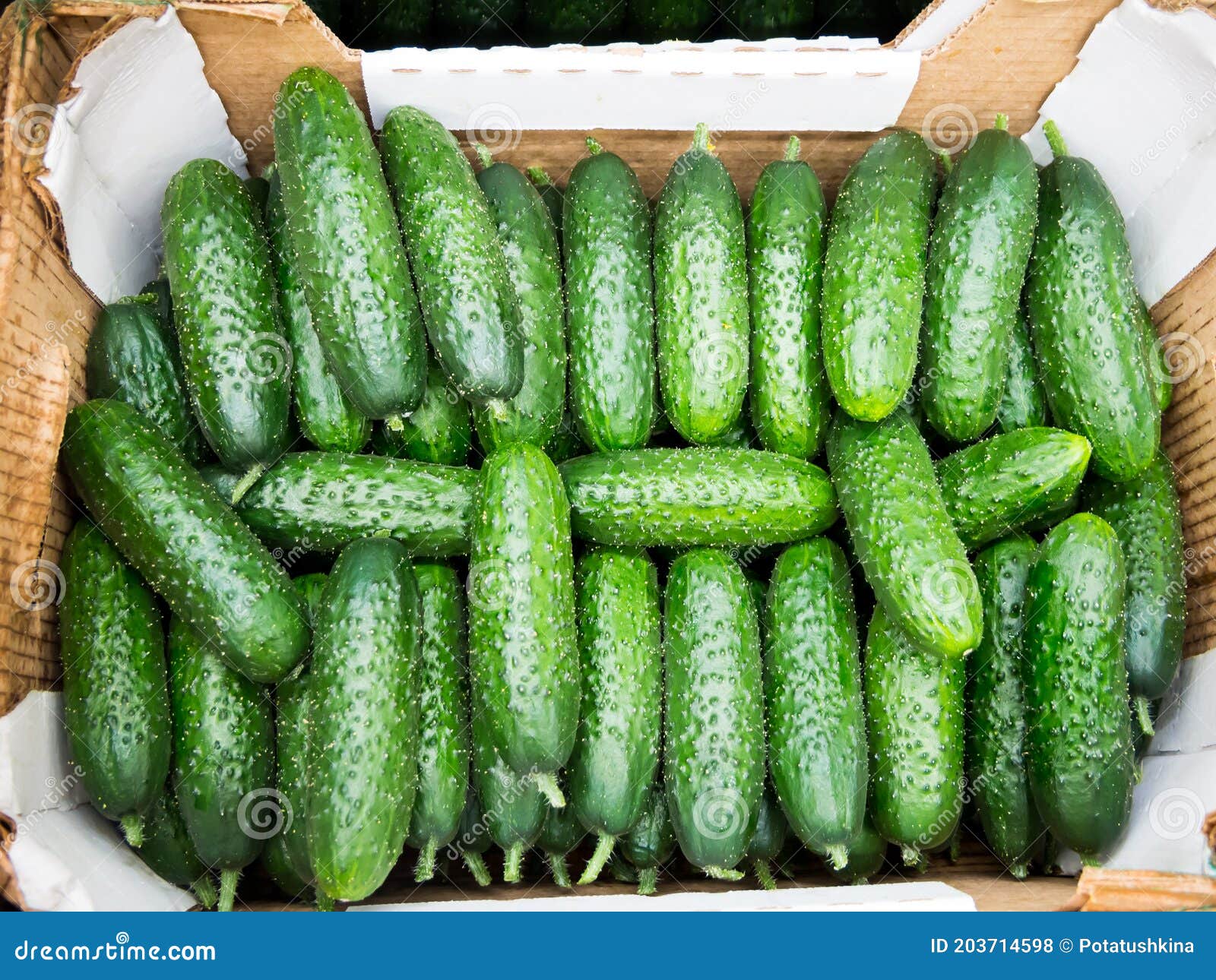 Cardboard Box with Fresh Cucumbers of the New Crop Stock Photo - Image ...