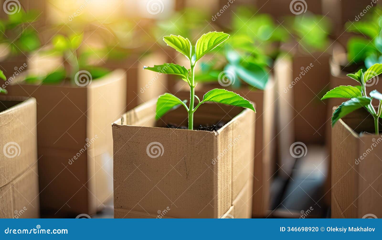 Cardboard Boxes with Plants Growing Inside, Symbolizing Eco-friendly ...