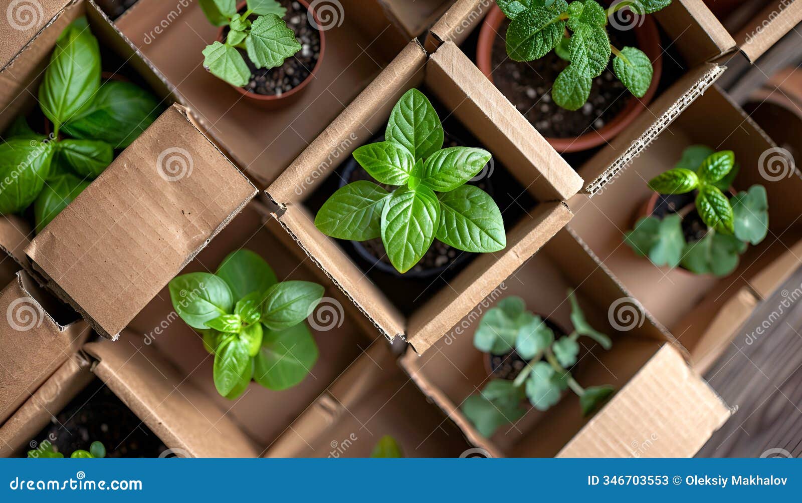 Cardboard Boxes with Plants Growing Inside, Symbolizing Eco-friendly ...