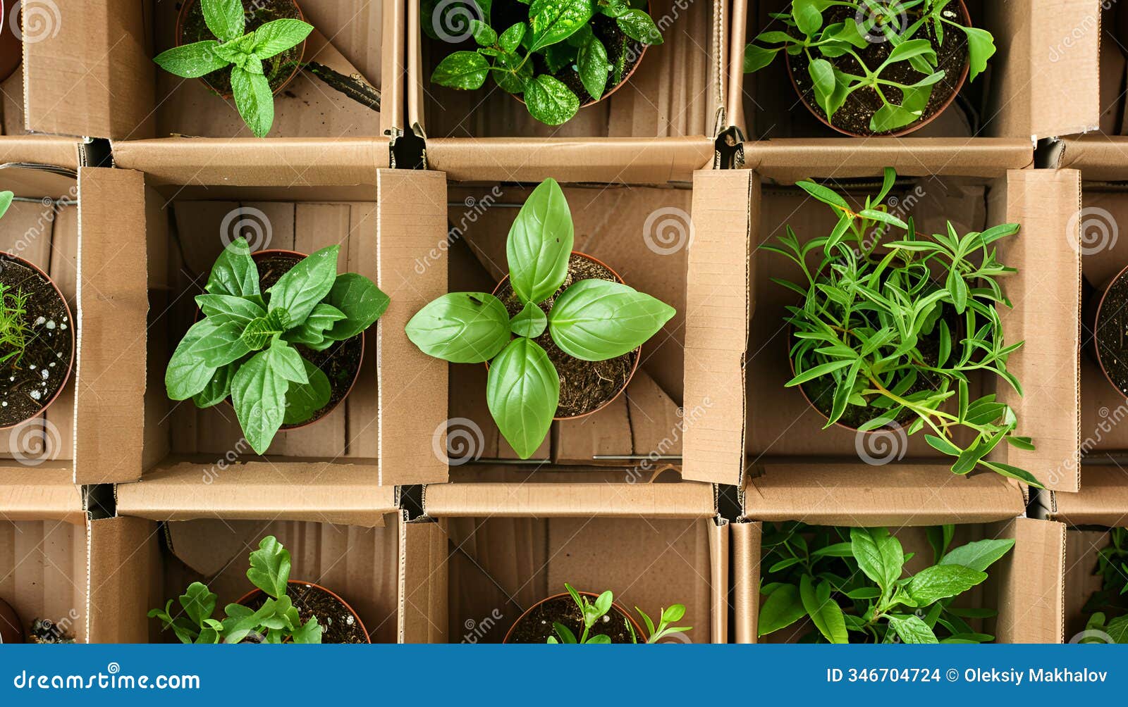 Cardboard Boxes with Plants Growing Inside, Symbolizing Eco-friendly ...