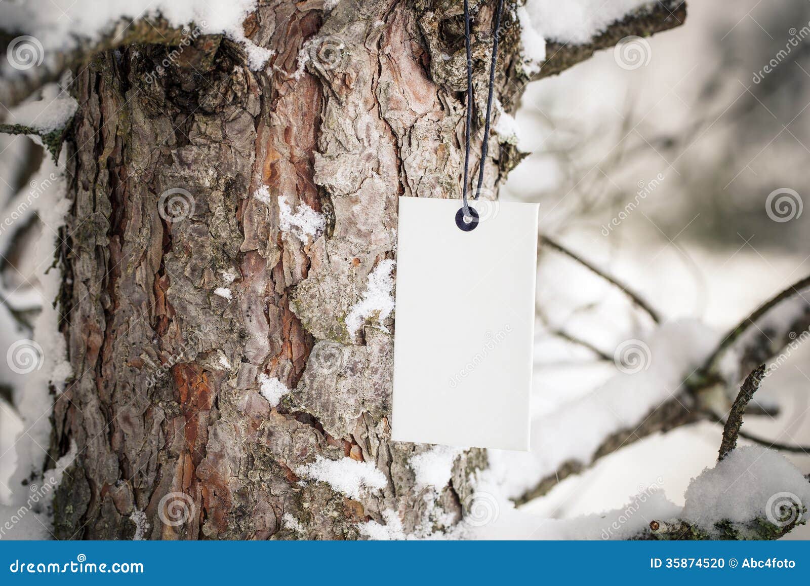 Cardboard Label on Pine Tree Stock Photo - Image of forest, template ...