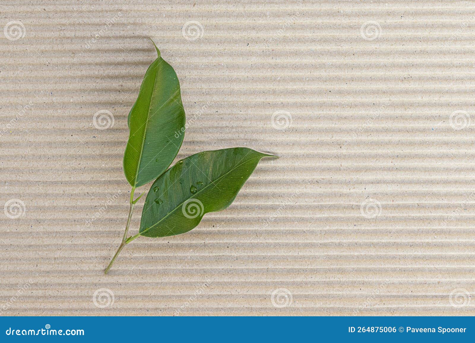 Cardboard with Leaves on the Background Environment Day. with Space for ...