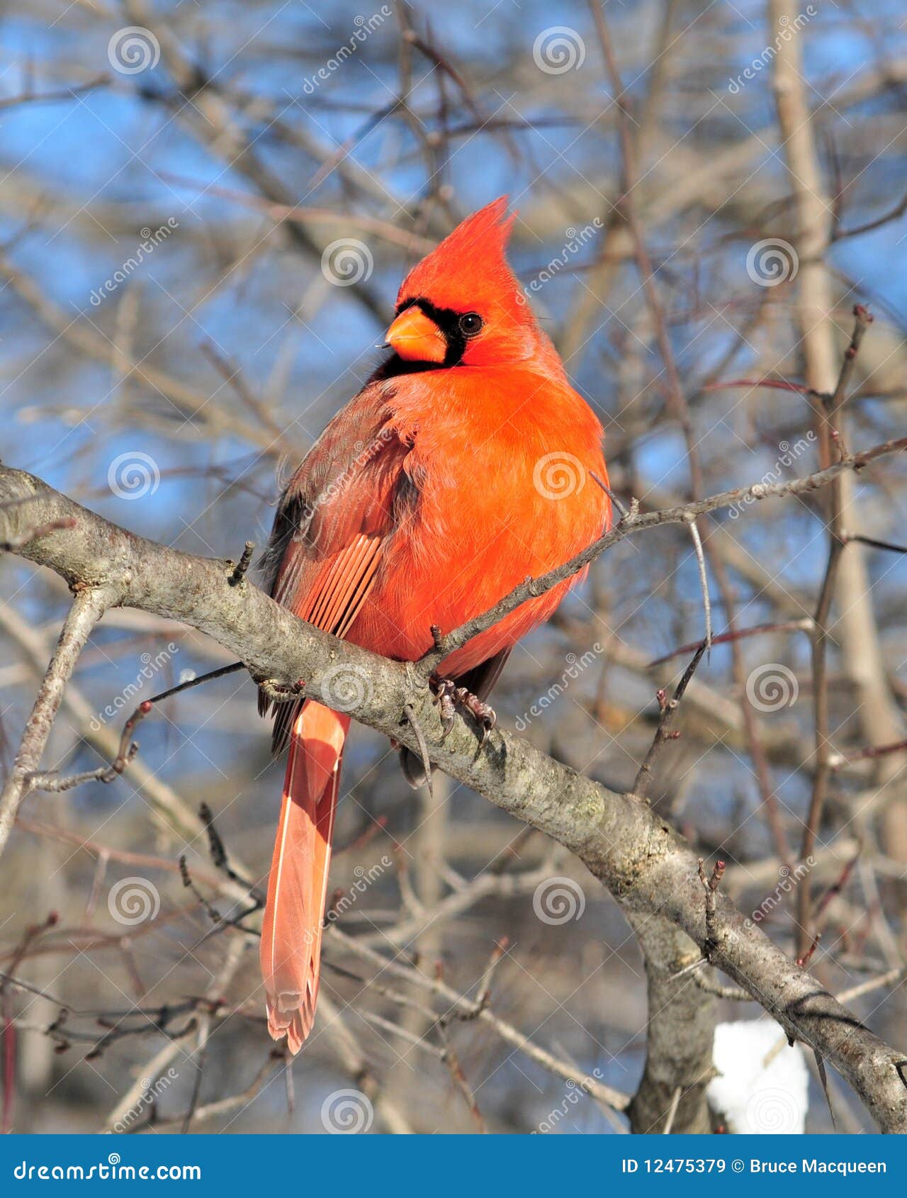 Cardeal (cardinalis De Cardinalis) Imagem de Stock - Imagem de vermelho ...