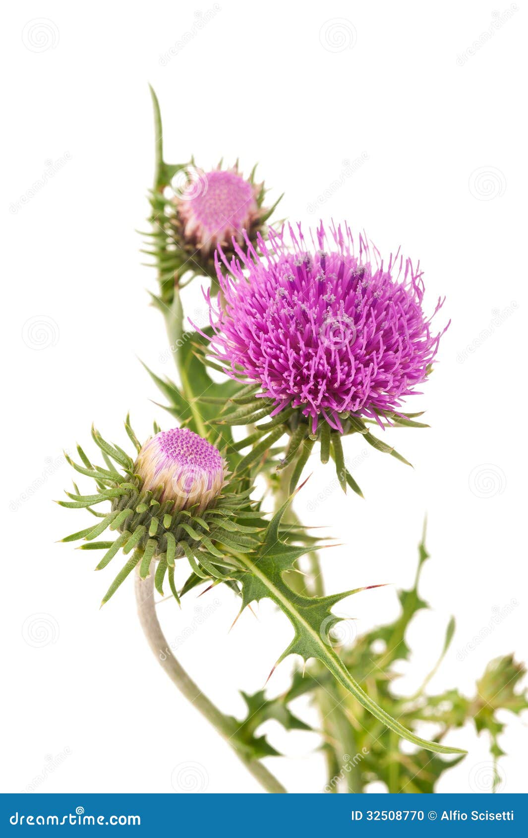 Cardi selvatici fotografia stock. Immagine di fiore, cardo - 32508770