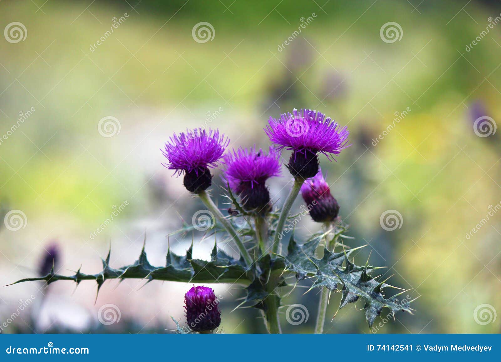 Cardi selvatici del fiore immagine stock. Immagine di nave - 74142541