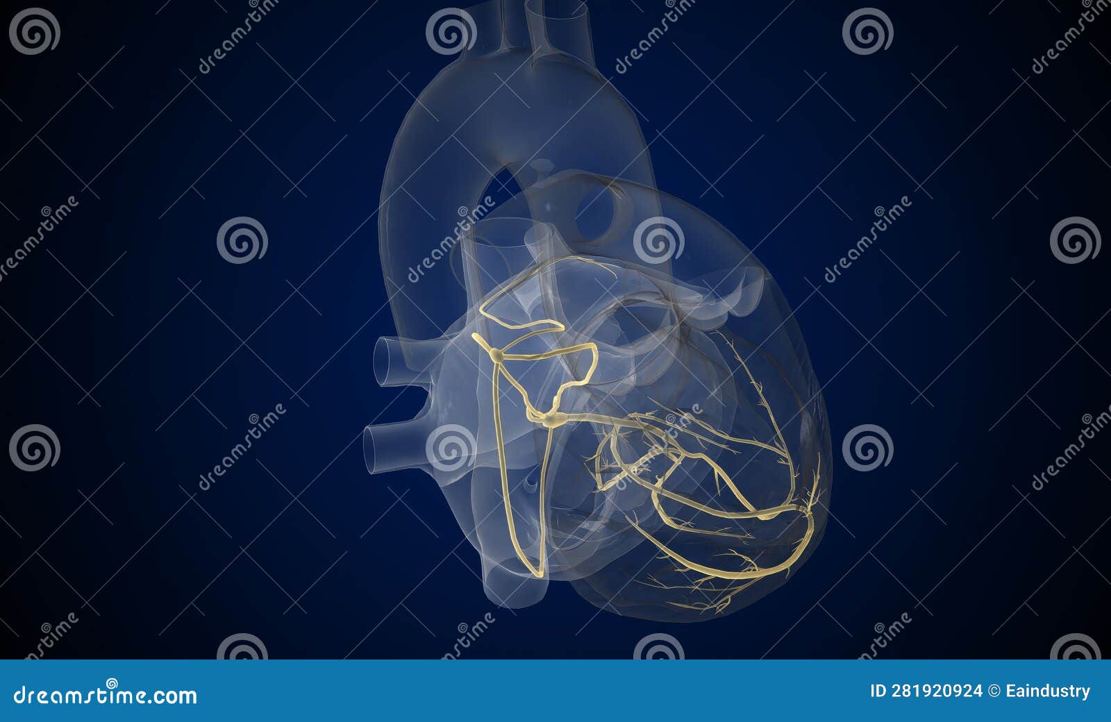The Cardiac Conduction System is a Specialized Network of Nerve Stock ...