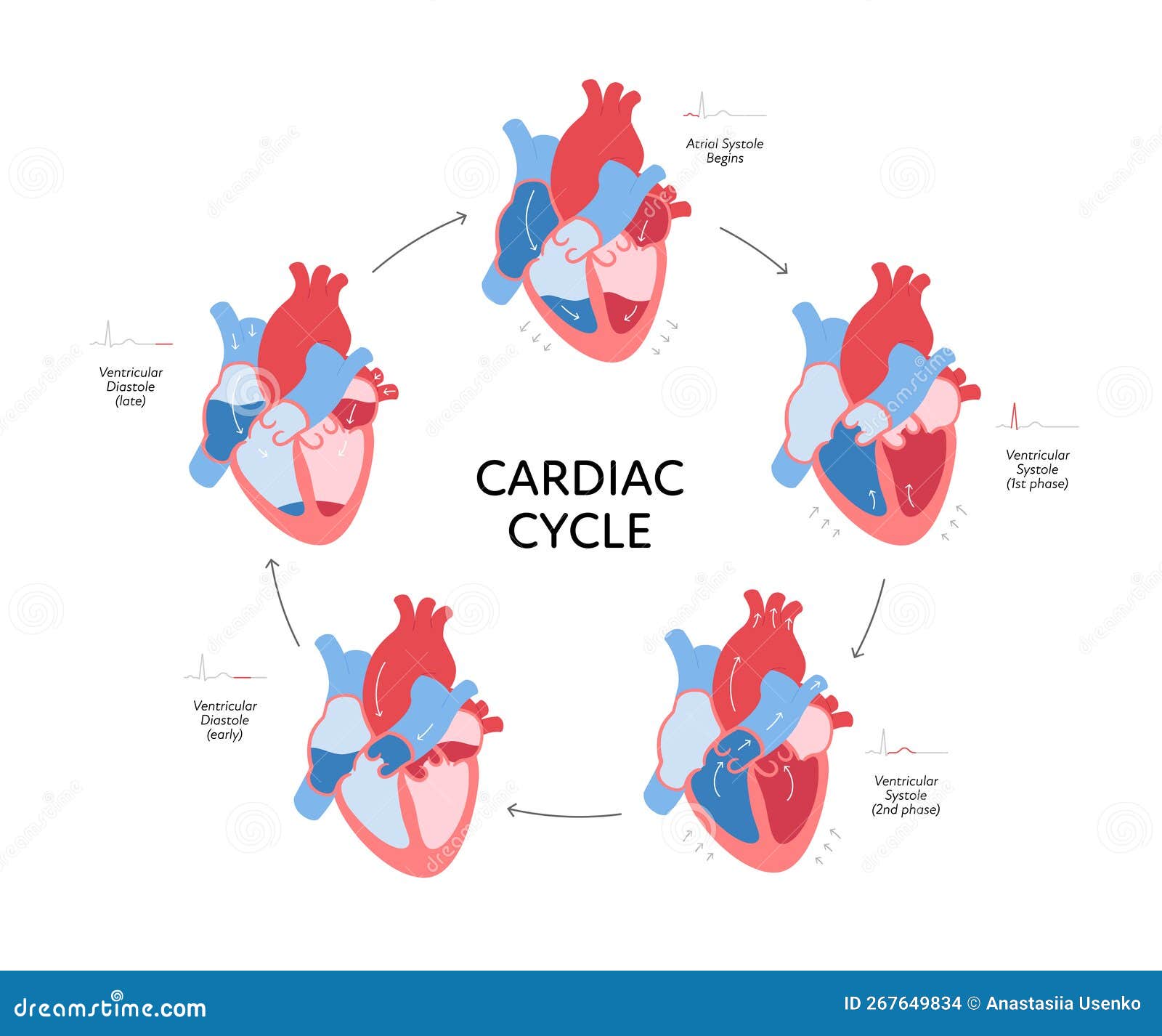 Cardiac Cycle Diagram Cardiac Cycle Diagram
