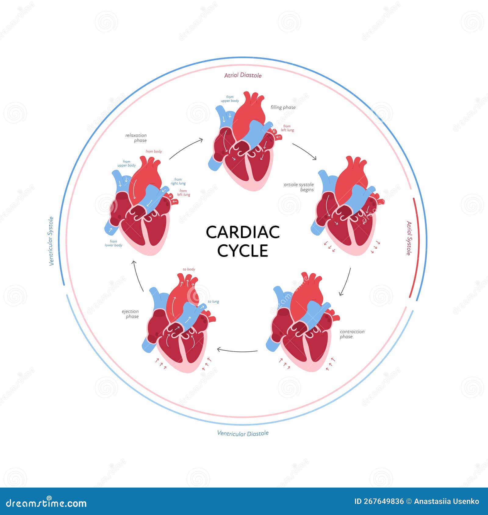 Cardiac Cycle Anatomy Infographic Vector Color Flat Modern