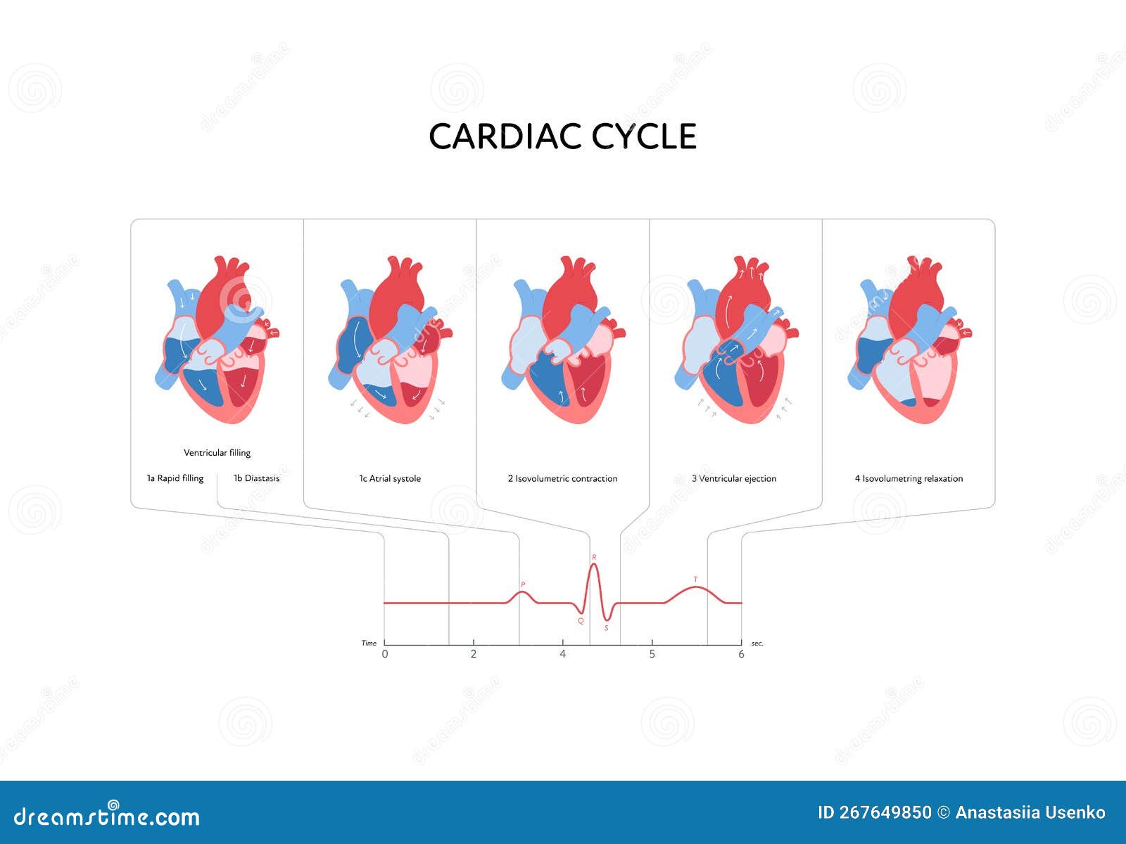 Cardiac Cycle Anatomy Infographic Vector Color Flat Modern