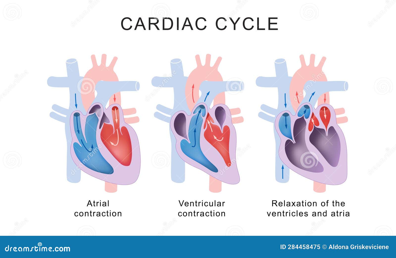 Cardiac Cycle Phases: Systole and Diastole Stock Illustration ...
