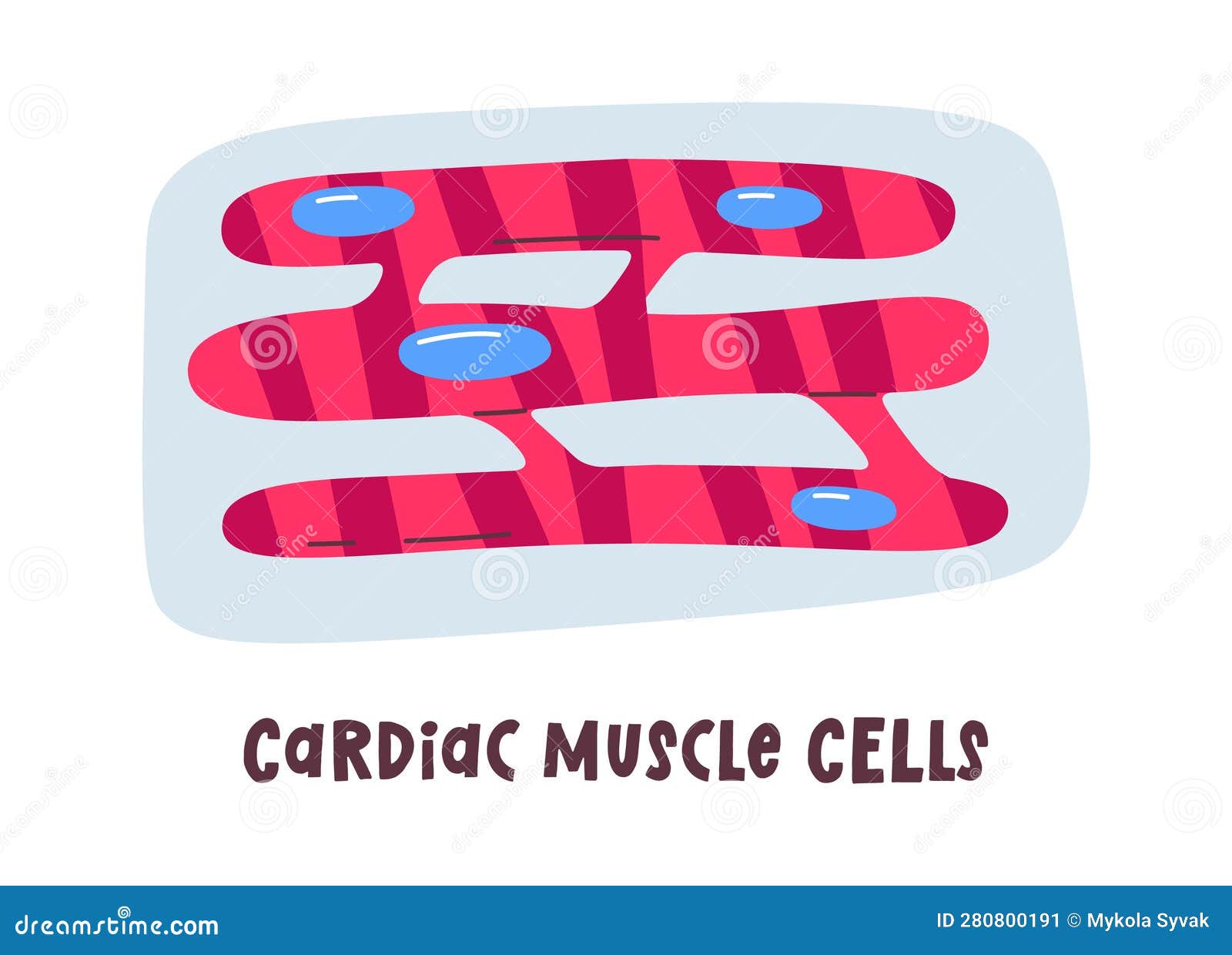 Cardiac Muscle Cells stock vector. Illustration of contraction - 280800191 Cardiac Muscle Cells stock vector. Illustration of contraction - 280800191