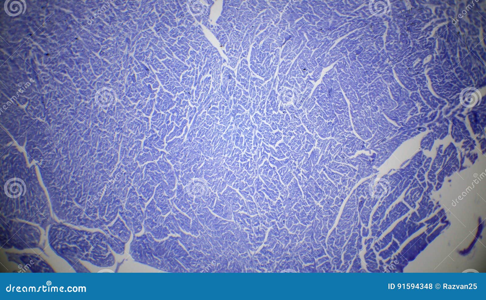 Cardiac Muscle Section Under the Microscope Stock Photo - Image of ...