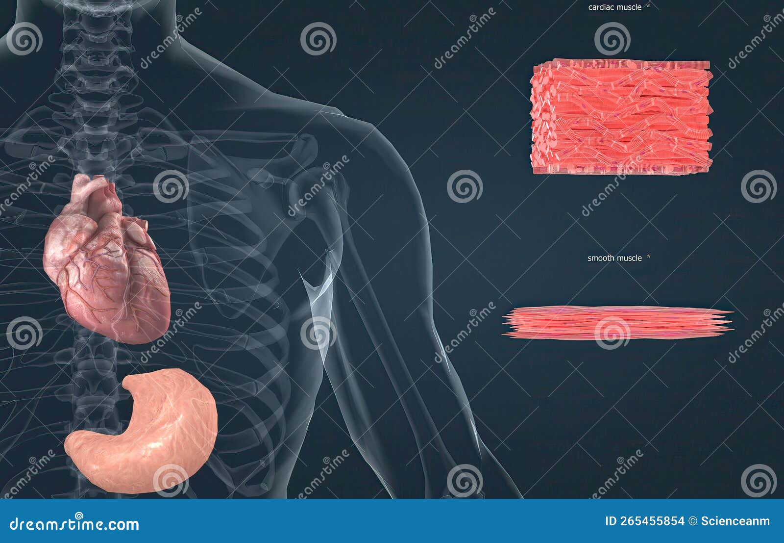 Cardiac Muscle Tissue, Structure and Function Stock Illustration ...