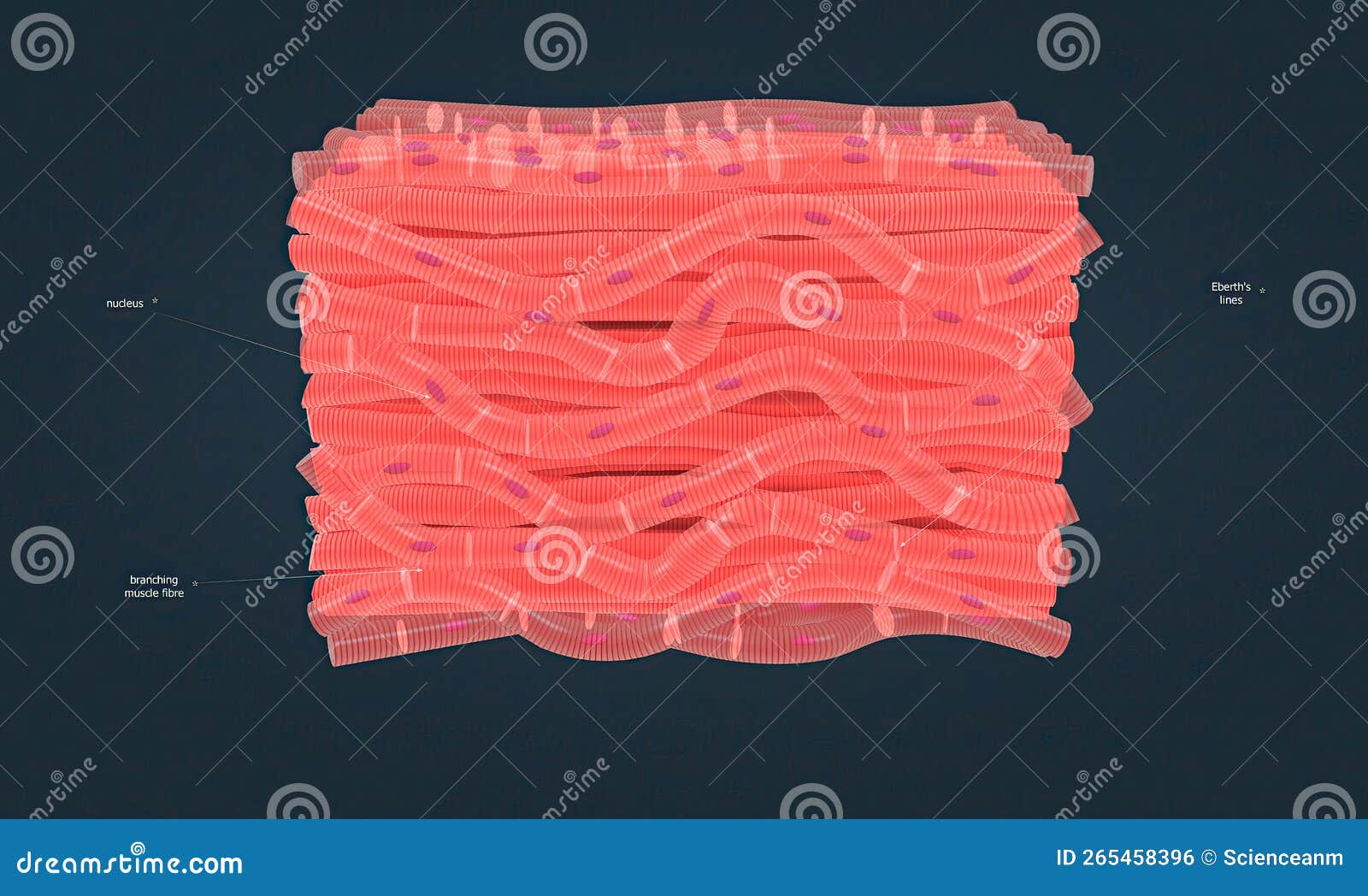 Cardiac Muscle Tissue Structure And Function Stock Illustration Illustration Of Heart Body