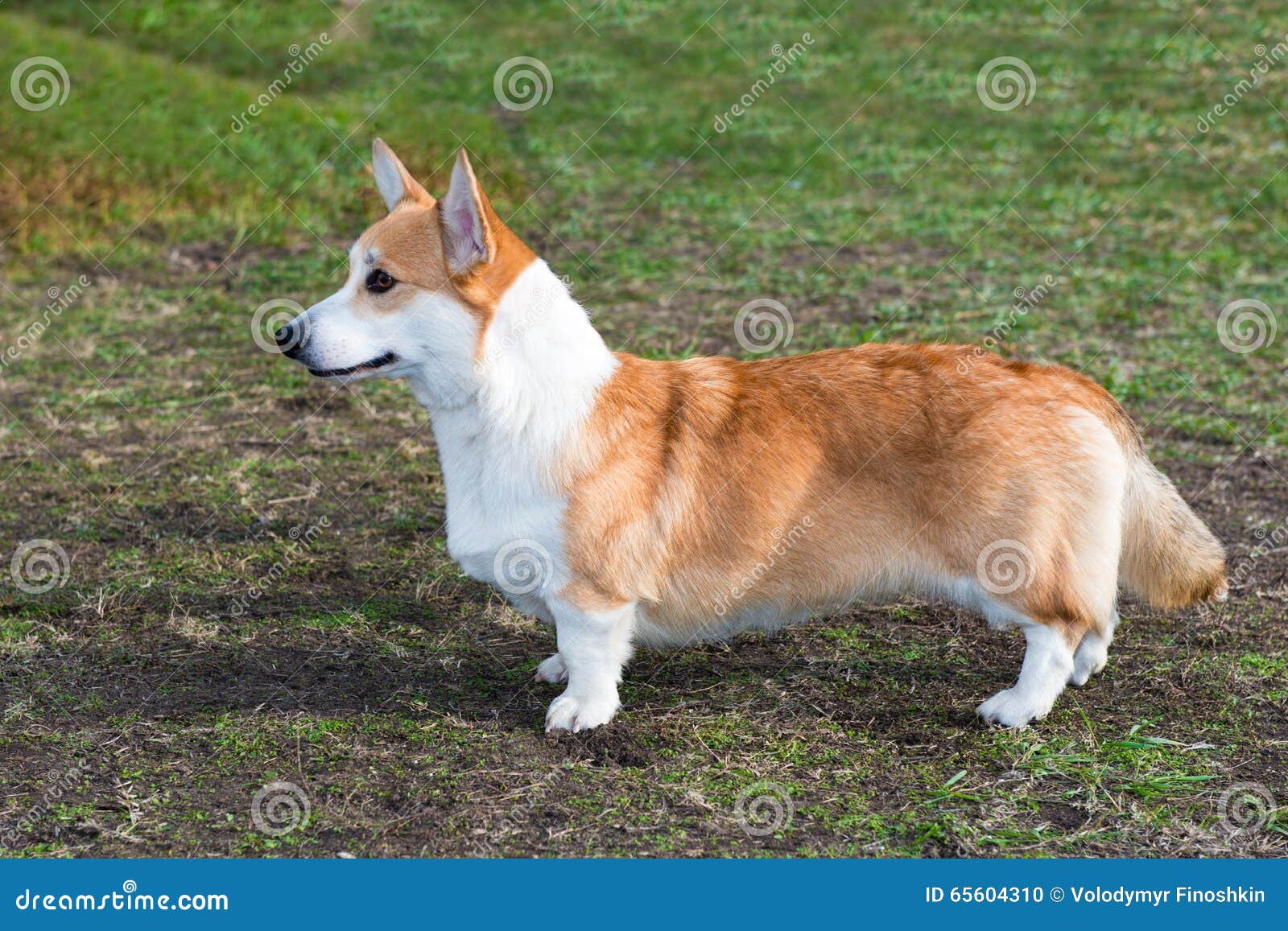 Cardigan Welsh Corgi Profile. Stock Photo - Image of corgi, irish: 65604310