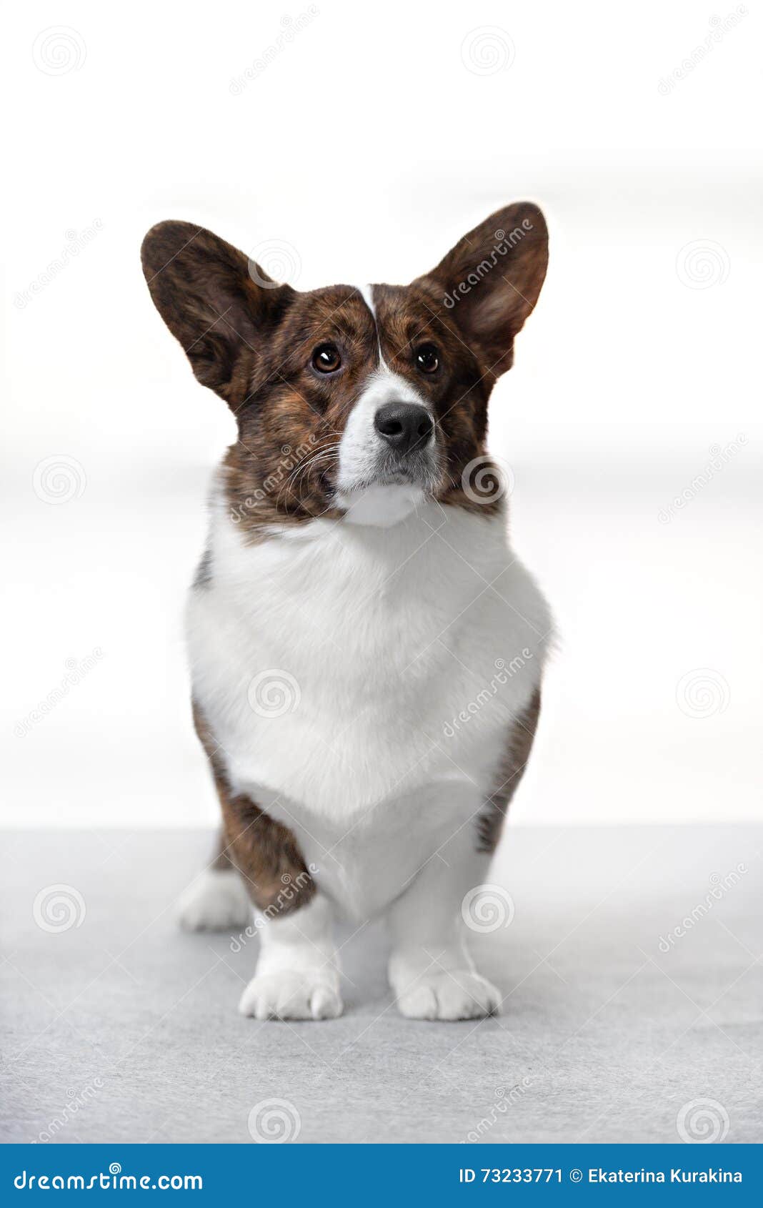 7,020 Corgi Sitting Stock Photos - Free & Royalty-Free Stock Photos ...