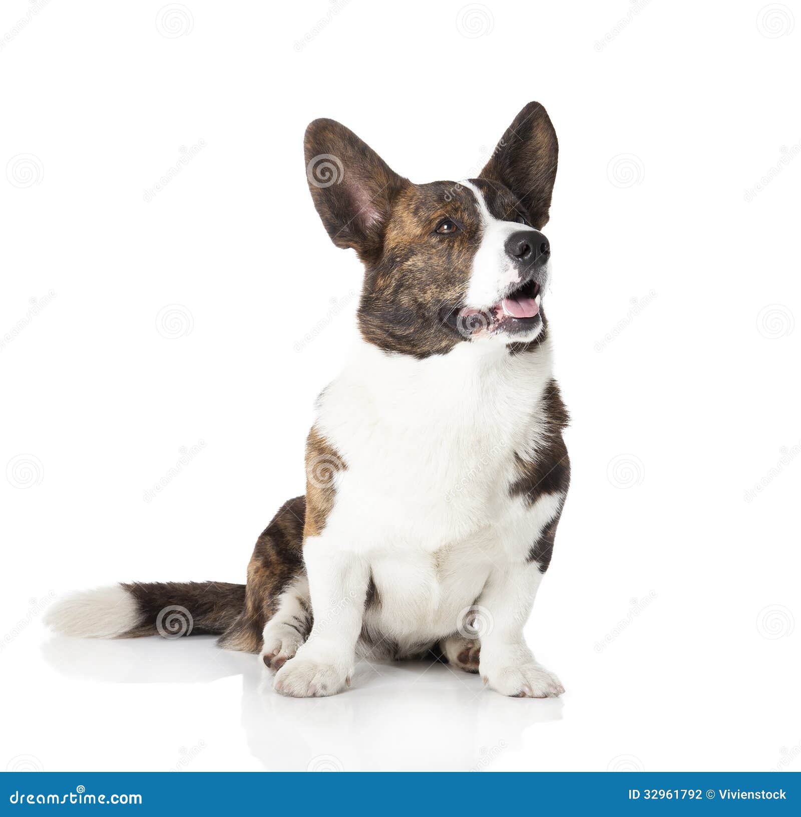 Welsh Corgi Pembroke Portrait. Adorable Fluffy Corgi Against A Black ...