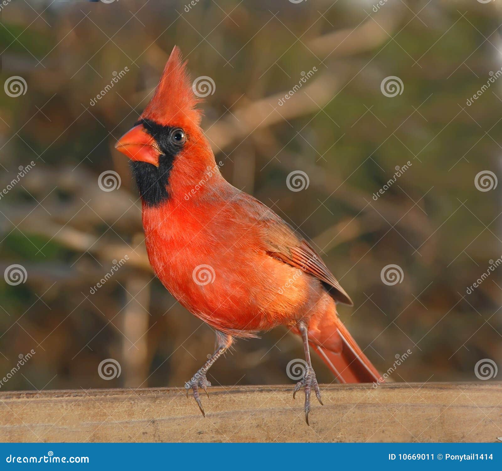 Cardinal stock image. Image of conservation, beautiful - 10669011