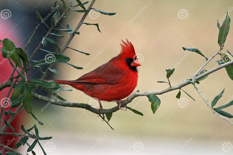 Cardinal stock photo. Image of bird, nature, cardinal - 12353958