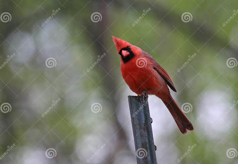 Cardinal stock photo. Image of cardinal, looking, northern - 127930
