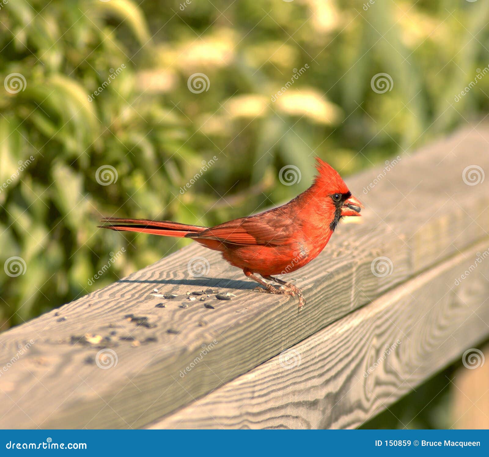 Cardinal stock image. Image of forests, nature, wildlife - 150859