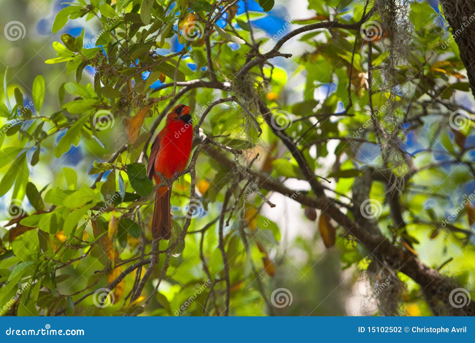 The Cardinal stock photo. Image of feathers, cardinal - 15102502