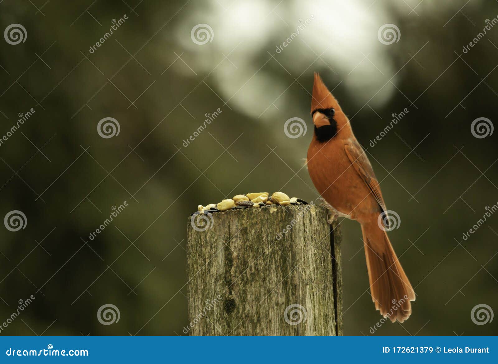Male Cardinal at the Side of the Feeder Stock Image - Image of ontario ...