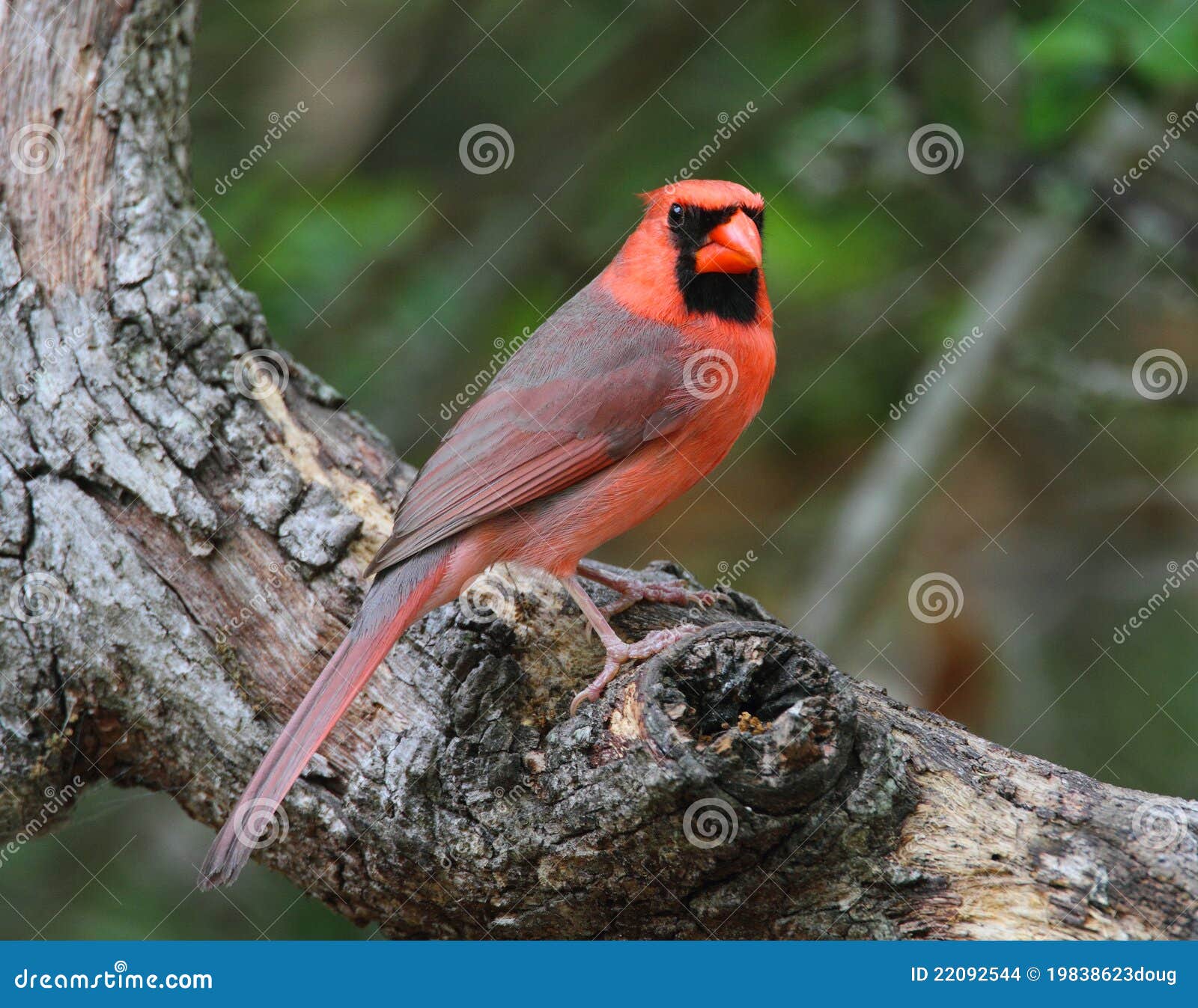 Cardinal stock photo. Image of beak, wildlife, cardinal - 22092544