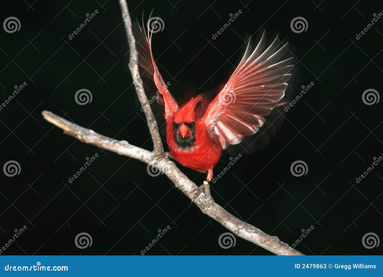 Cardinal stock image. Image of limb, branch, action, wings - 2479863
