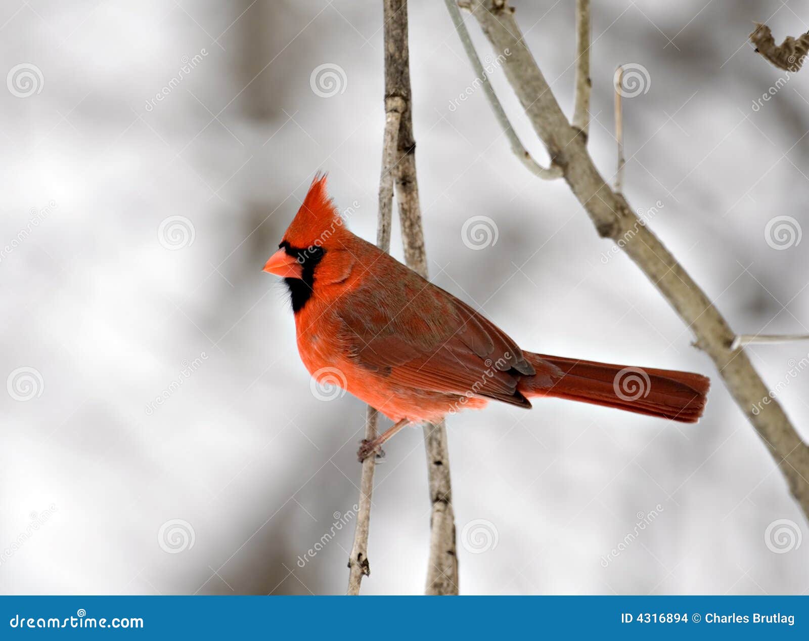 Cardinal stock photo. Image of cardinalis, ornithology - 4316894